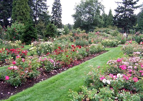 Portland Rose Gardens By Rhov On Deviantart