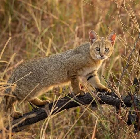 Jungle Cat Felis Chaus Juvenile Blackbuck National Park Velavadar