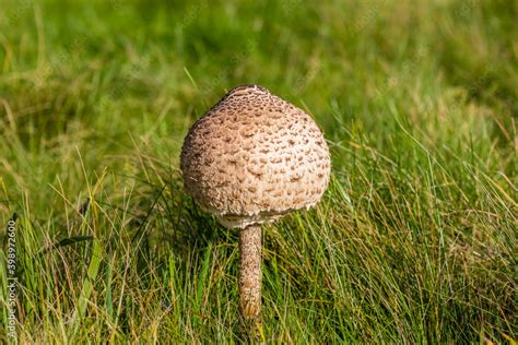 Grzyb Czubajka Kania Macrolepiota Procera Rośnie Na łące Popularny