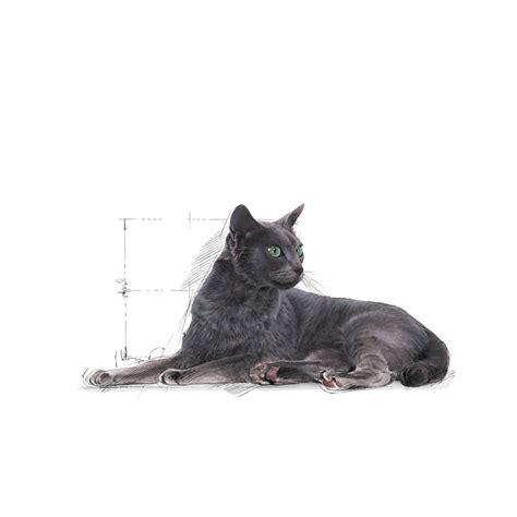Sterilised 7+ | Royal Canin IN