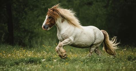 El Poni Galés Historia Variedades Y Características De Una Raza Versátil Infobae