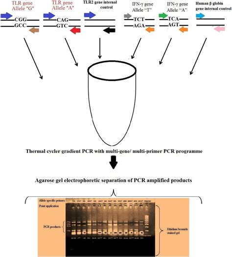 Genotyping Assay Using Amplification Refractory Mutation System