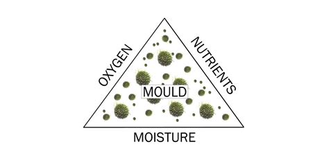 Mould Triangle Restoration Specialists