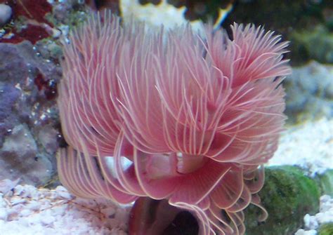 Photo Coco Worm In The Album Member Galleries By Srqcaroline