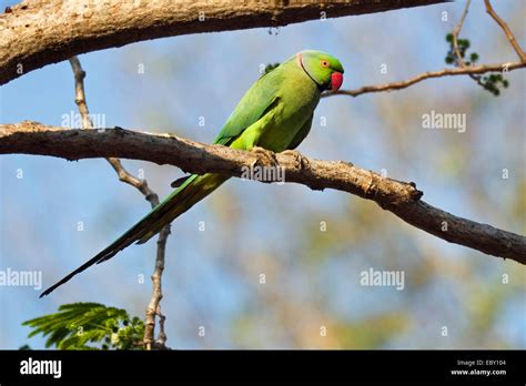 Rose Ringed Parakeet Psittacula Krameri Male Sitting On A Branch