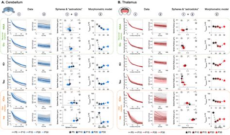biophysical modelling issued from metabolites diffusion properties