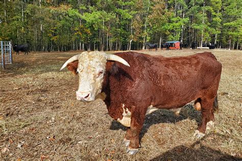 Our Ranch Code 3 Cattle Co Pasture Raised Beef Cattle Farm El