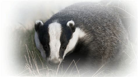 Название пород охотничьих собак и обучение охоте Охота Сибири