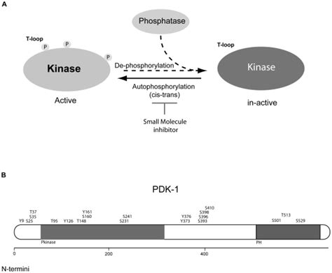 A Regulation Of Enzyme Activity By Reversible Protein Phosphorylation