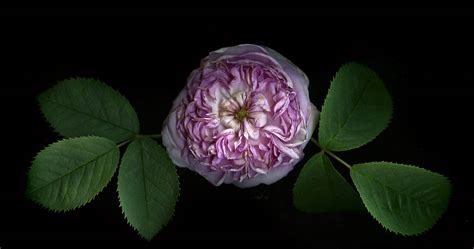 The Story Behind Our Rosa ‘Königin von Dänemark’ | by alexwh ...