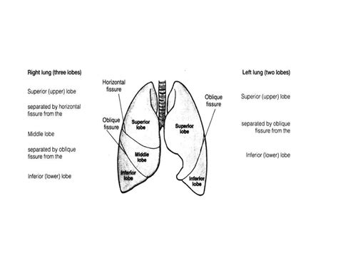 1 The Normal Cxr Ppt