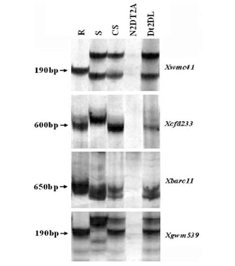 Chromosomal Localizations Of Microsatellite Markers Xwmc41 Xcfd233