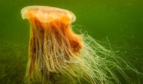Lions Mane Jellyfish Facts Habitat Dieta Conservazione And More My Race