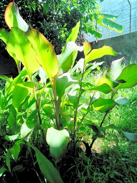 Tanaman Ganyong Yang Terlupakan Education Articles