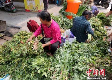 端午節廣西菖蒲艾草銷售走俏 每日頭條