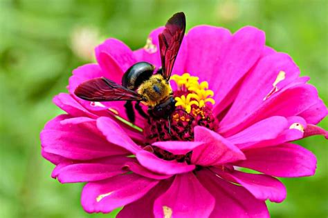 Bees Ability To Withstand Heat Varies By Size And Sex