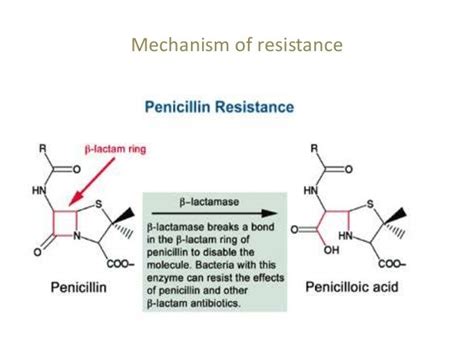 Beta Lactamases