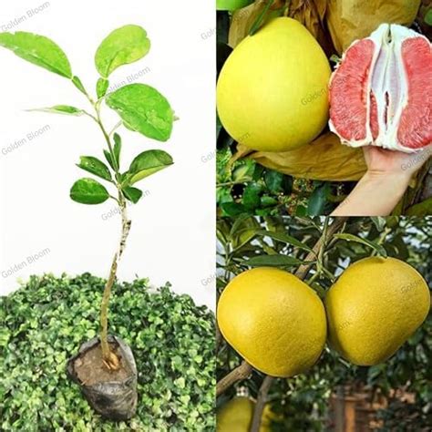 Biswas Plants House` Thai Red Pomelobatabi Lebucitrus Maxima Lemon