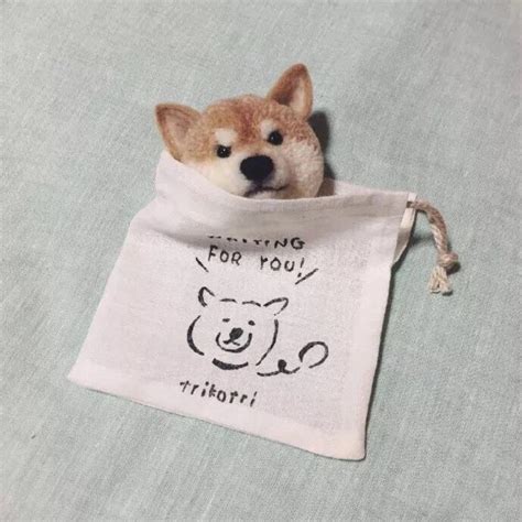 柴犬 堆糖美图壁纸兴趣社区