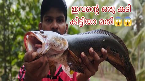 ഇവന്റെ ഒരു കടി കിട്ടിയാ മതി😱😱indonesia Fishing Trending Viral