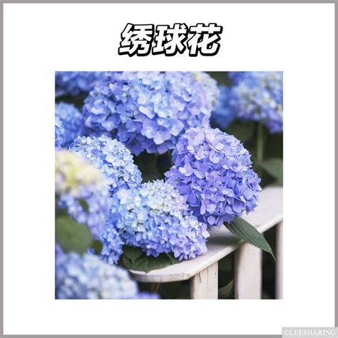 花期超长，适合种在家易养易活的花材！盆栽耐热爆花户适合新手种植！ Leesharing