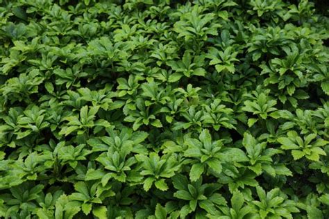 280 Pachysandra Foto Foto Stok Potret And Gambar Bebas Royalti Istock
