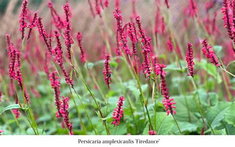 Persicaria amplexicaulis (Bistorta amplexicaulis): Your Easy-to-Grow ...