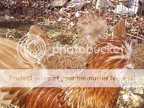 6 Mille Fleur Duccle Eggs And 6 Polish Eggs New Price Backyard
