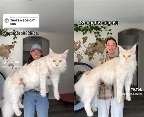 아직 아가인데 덩치 너무 커서 사자로 오해 받은 거대 고양이 메인쿤