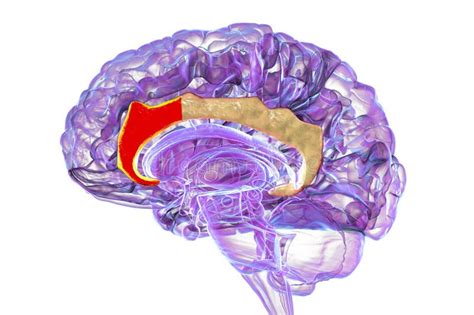 Anterior Cingulate Cortex In Human Brain Illustration Stock