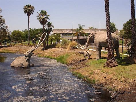 Dinosaur Fossils In California At Ada Tawney Blog