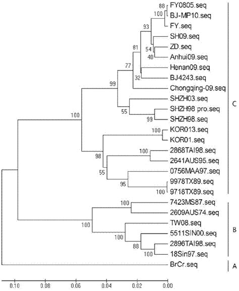 Enterovirus 71 Ev 71 Fuyang Strain And Cdna Deoxyribonucleic Acid