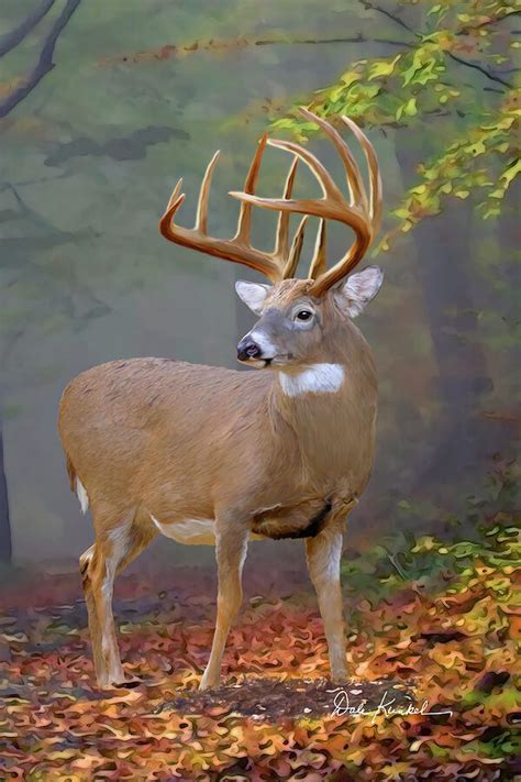 Deer Art Collection Dale Kunkel Art