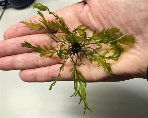 Rare Mini Bolbitis Ended