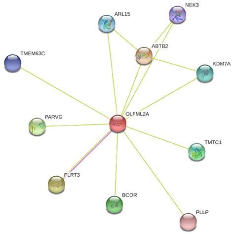 String Functional Protein Association Network Of Olfml2a Gene Accessed