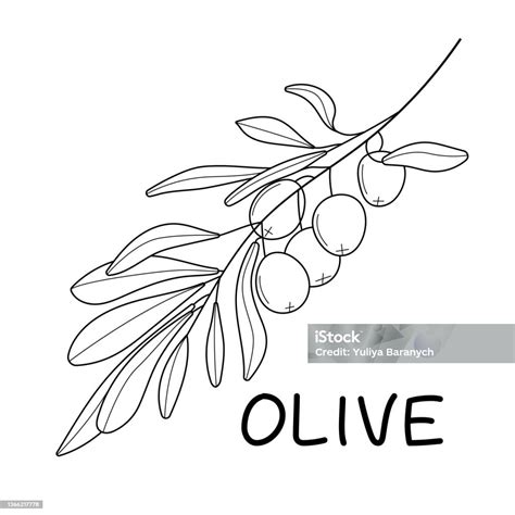 Wektor Gałązki Oliwnej W Stylu Doodle Szkic Czarna Minimalna