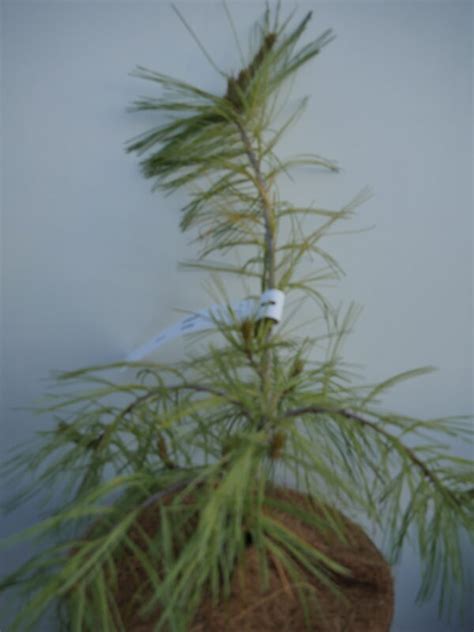 Pinus Strobus Pendula Roseraie Huin