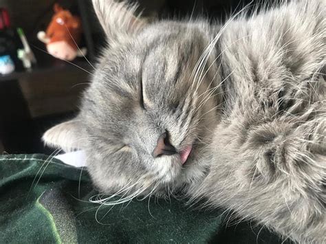 Cómo Usar Reactjs Phaser Y Redux Juntos