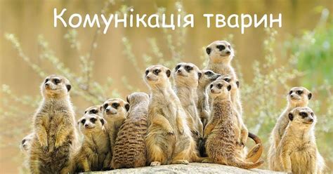Копія Комунікація тварин Тест на 11 запитань Біологія