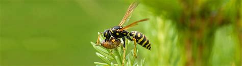 Types Of Wasps Facts And Photos