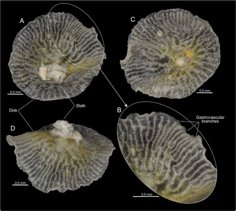 Dendrogramma Discoides Gen Et Sp N Various Aspects Of Holotype A