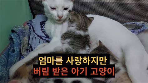 어미 고양이가 새끼를 버리는 이유 Youtube