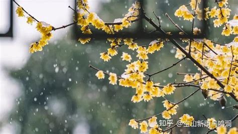 快来晒图！今日小雪，你那里飞来一片雪白了吗？