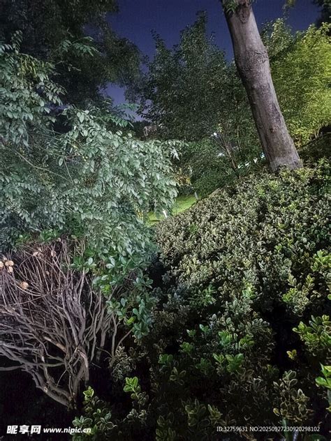 夜晚森林中的繁茂植物景观摄影图花草生物世界摄影图库昵图网