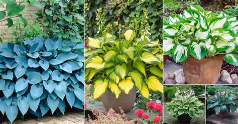 21 Colorful Hostas You Must Plant In Your Garden