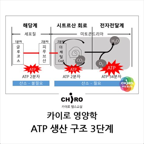 카이로 영양학 Atp 생산의 구조 3단계 네이버 블로그