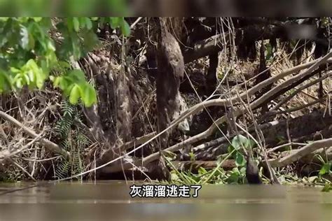 当美洲豹遇上凯门鳄，强强对决，究竟谁才是真正的霸主美洲豹霸主