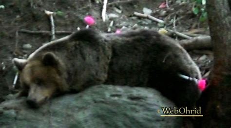 Кривична пријава за жител од Љубаништа кој фатил мечка со примка Webohrid