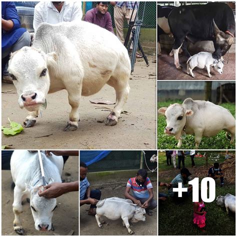 “tiny Marvel Introducing Rani The Worlds Smallest Cow Standing Just