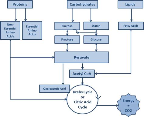 Nutrition And Metabolism In Burn Patients